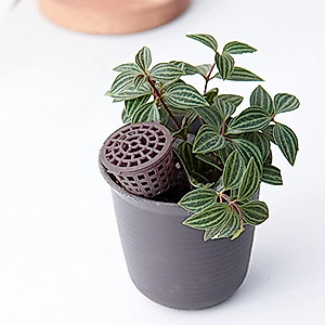 Yosoo 20PCS Plastic Fertilizer Mesh Baskets with Lids Anti‑Aging Planting Food Net Pots Garden Nutrition Cups for Succulent, Orchid, Bonsai Brown 3.1in x 1.8in