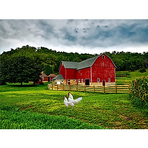Farm Red Barn Kitchen Glass Cutting Board Barn Decorative Gift Farmhouse Ranch Piglets Design