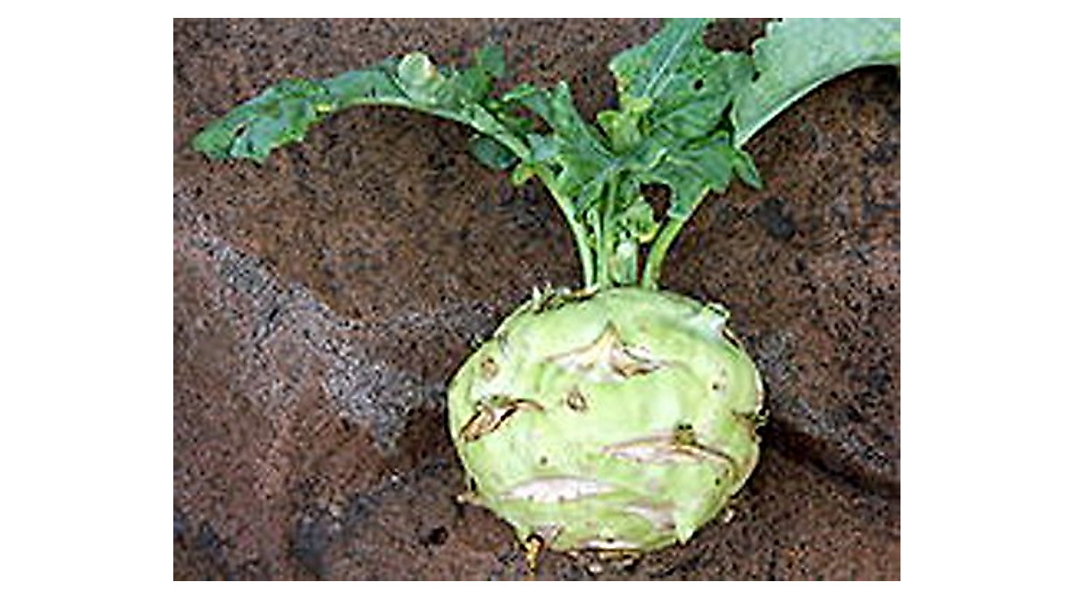 Buy Early White Vienna Kohlrabi Seeds | Heirloom, Non-GMO & Fast Growing
