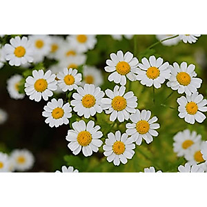 Gaea's Blessing Seeds - Feverfew Seeds - Non-GMO Seeds with Easy to Follow Planting Instructions - Open-Pollinated High Yield Heirloom 91% Germination Rate