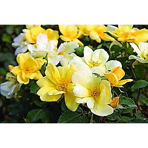 Star Roses Knockout Series 11892 Star Series Roses Knock Out, 3 Gallon, Sunny Knockout