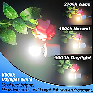 Heifymi E12 40 Watt Equivalent LED Bulbs 6000K Daylight White 450lm 4W 120V LED Candelabra Bulb with T6 C7 E12 Small Base for Wall Sconces Pendant Chandelier Ceiling Fan Lighting, Non-Dimmable, 4 Pack