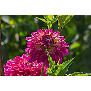Dahlia Seeds Compound Petals Multi-Color Mixed Individually Packaged （1000+ Outdoor Garden Potted Plants Non-GMO)