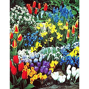 Complete Spring Flower Garden | 50 Fresh Bulbs | Bloom All Spring and Summer, Easy to Grow Flower Bulb, Indoor/Outdoor - Ships from Iowa, USA