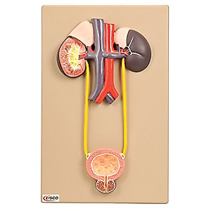 Eisco Labs Urinary Organs - Kidney with Bladder Model, 15" x 9" Approx.