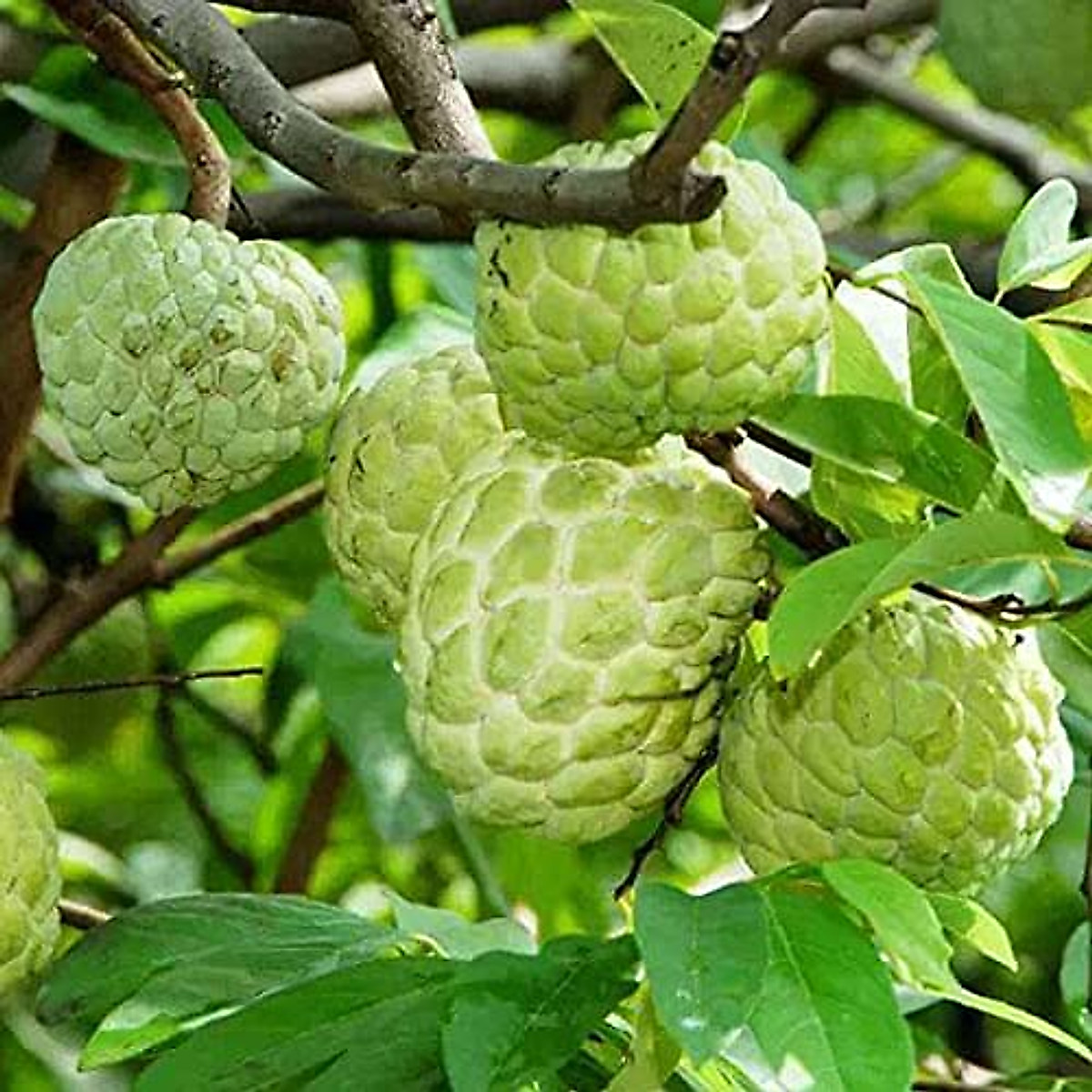 Annona Squamosa Sugar Apple Tree Live Plant - Sweetsop Asian Fruit 9-14" Tall