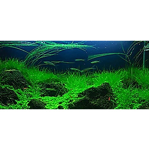 Aquarium Plants Live, Dwaf Hairgrass Plant for Growing Indoor, 1 Clump, Ornaments Perennial Garden Simple to Grow Pot