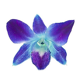 eflowerwholesale - Premium Cut Blue Orchids (10 stems Orchid with Rhinestone Mesh Ribbon Vase)