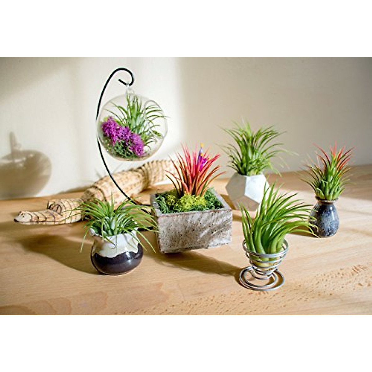 Ionantha Tillandsia Air Plants Live Indoor Plants (5PK), Air Plant Terrarium Plants Live Houseplants, Live Plants Indoor Plant Kit, Easy Care Plants for Air Plant Holder or Garden by Plants for Pets