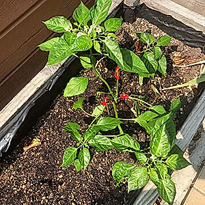 HMG 90 Degree Plant Bender (35 Pack) for Low Stress Training (LST) and Plant Training