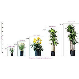 Pixies Gardens Fuji Apple Tree Live Fruit Plant for Planting - Medium Size Yellowish Green with Red Tint Skin (5 Gallon, Potted)