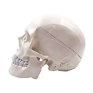 3-Part Human Skull Model - Life Size Removable Medical Detailed Anatomical Adult Head Bone