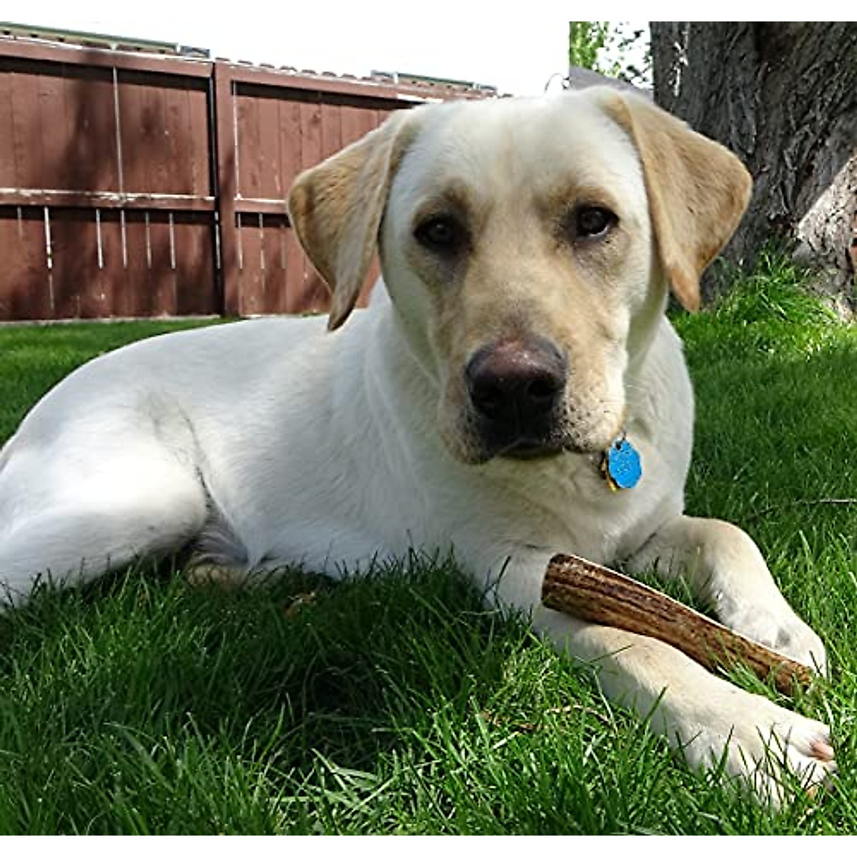 Elkhorn Premium Chews - Medium Split Single Pack (for 20-40 lb Dogs and Puppies) Premium Grade Elk Antler for Dogs (1 Piece) Sourced in The USA