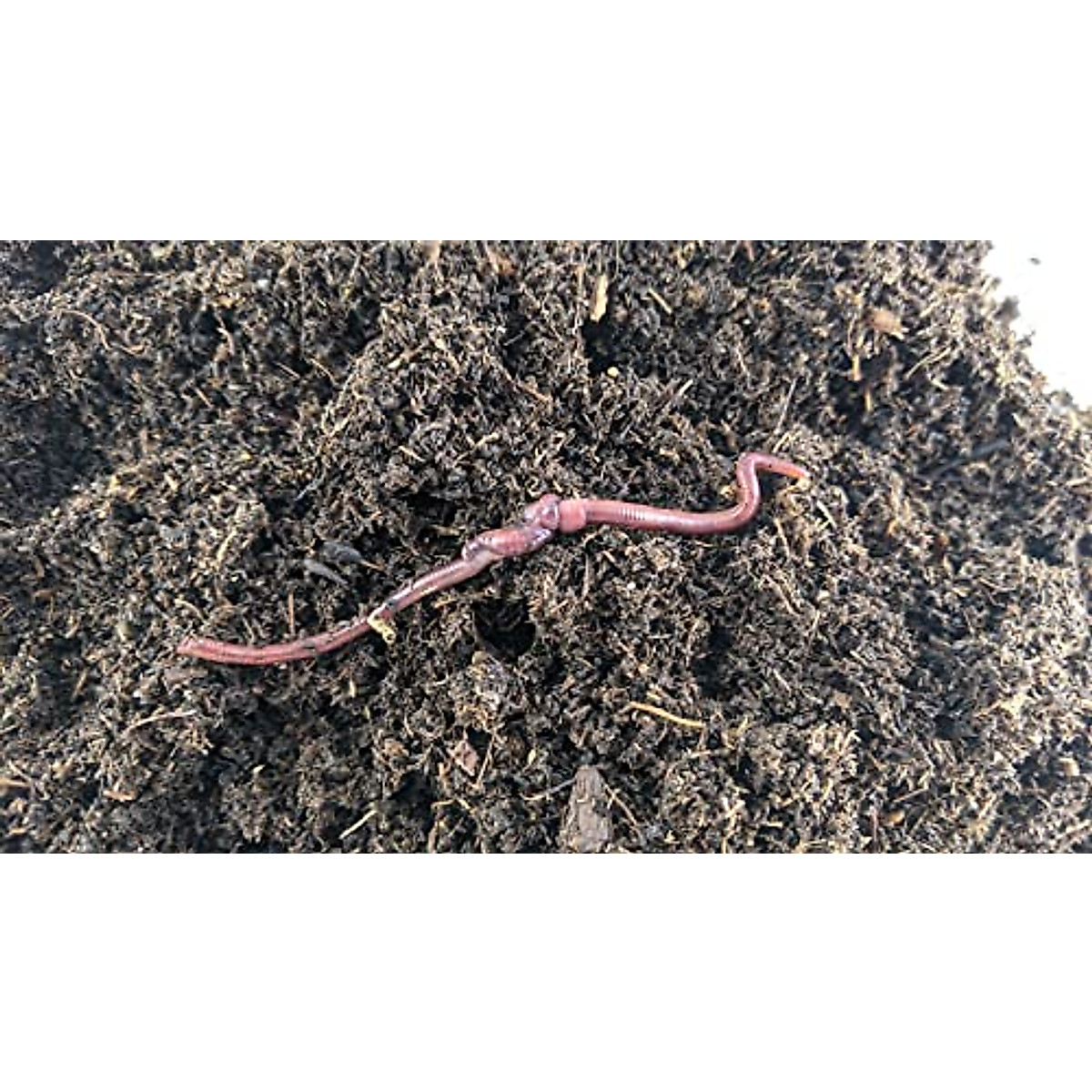 BROTHERS WORM FARM - 100 Live Red Wiggler Composting Worm Mix. Worms for Composting and Creating Worm Castings at Home. Ideal for Worm Composters, Gardens, and Worm Bins.