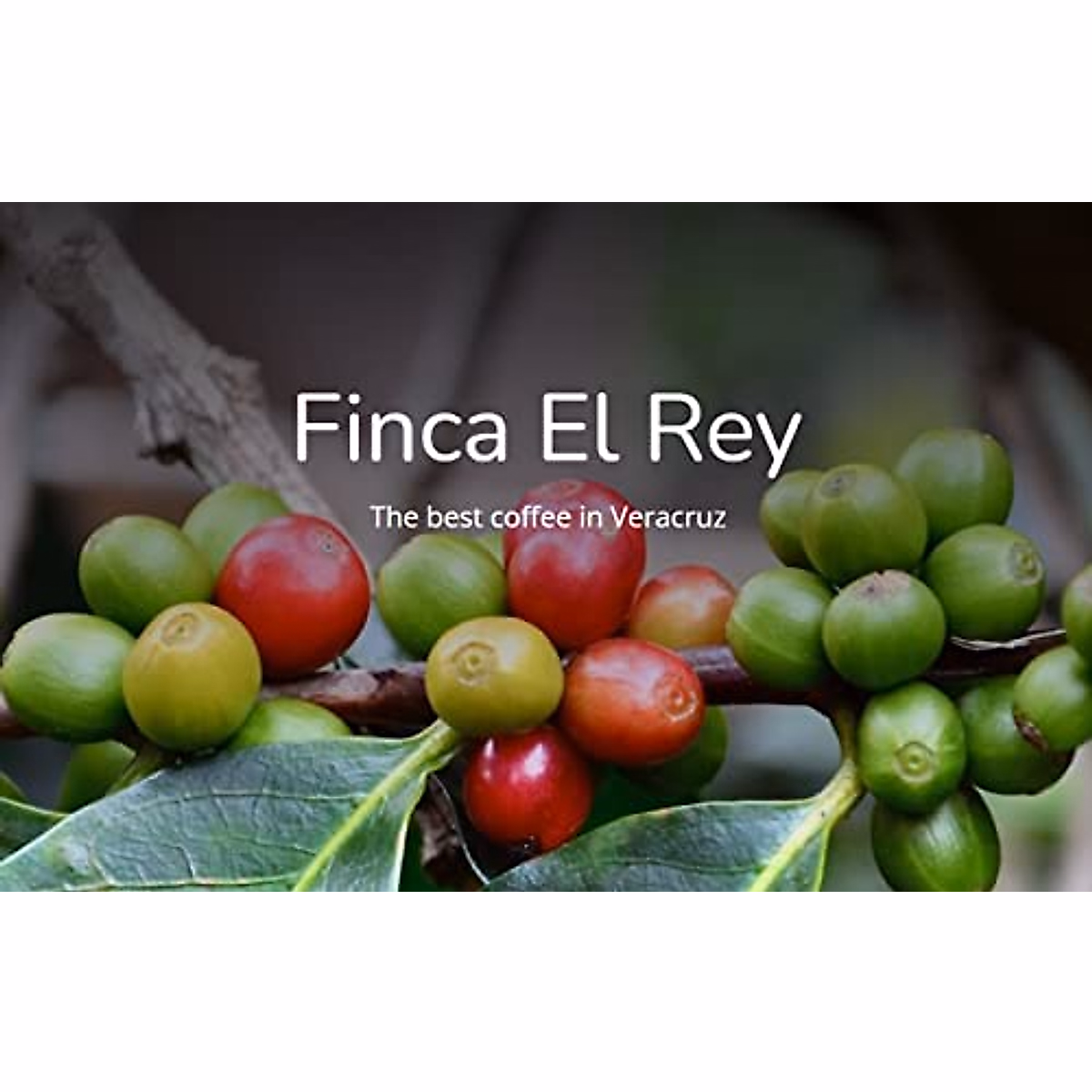 Finca El Rey, Organic Coffee Beans Whole, Veracruz Mexico Single Origin, Coffee Whole Beans, Whole Bean Coffee Medium Roast Coffee, Coffee Organic, Expresso Beans, Certified USDA Organic, 1LB Bag
