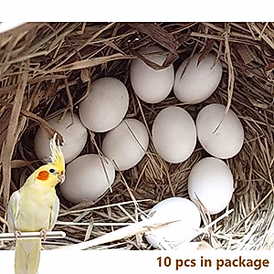 MESINURS Solid Plastic Eggs - Parrot Bird Hatching Replacing Eggs for Guiding Birds to Stop Laying, 10 PCS (S)