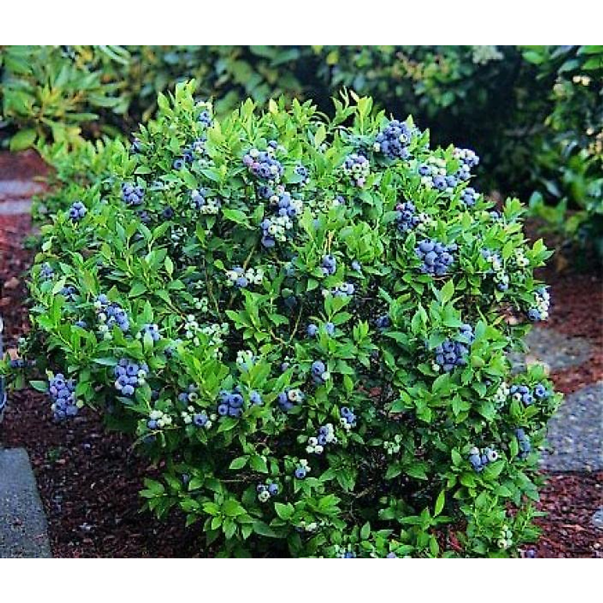 Powder Blue Rabbiteye Blueberry - 1 Gallon Trade Pot, 2'ft Tall - Established Roots Potted Plant - No Ship California - (V. Corymbosum x V. Ashei), Fast Growing Tree, Easy Care Fruit Tree