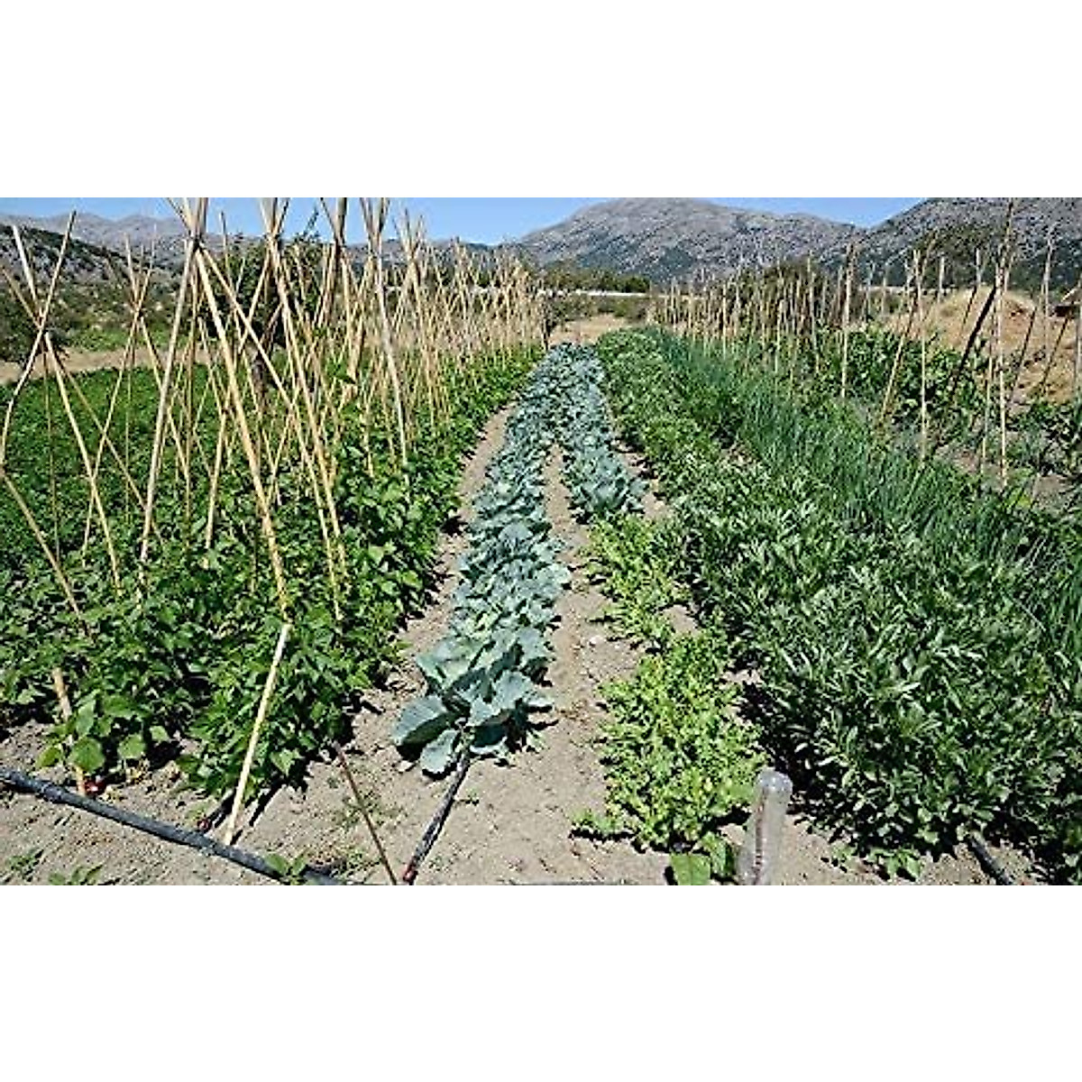 Rocky Mountain Goods Soaker Hose Flat (50’ Pack of 2) - Heavy Duty Double Layer Design - Saves 70% Water - Consistent Drip Throughout Hose - Leakproof Guarantee - Garden/Vegetable Safe