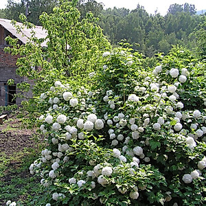 2 Old Fashion Snowball Viburnum Plants Live from 6 to 12 Inc Tall 4 Inc Pot, Japanese Viburnum Shrub to Grow