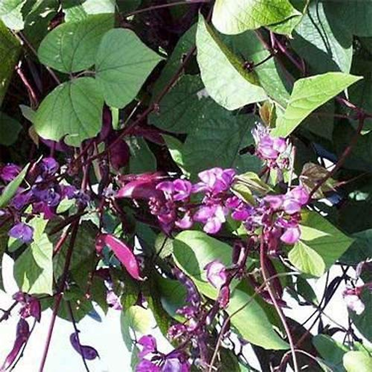 Outsidepride Dolichos Lablab Hyacinth Bean Climbing, Flowering, Vine Plant Seeds - 100 Seeds