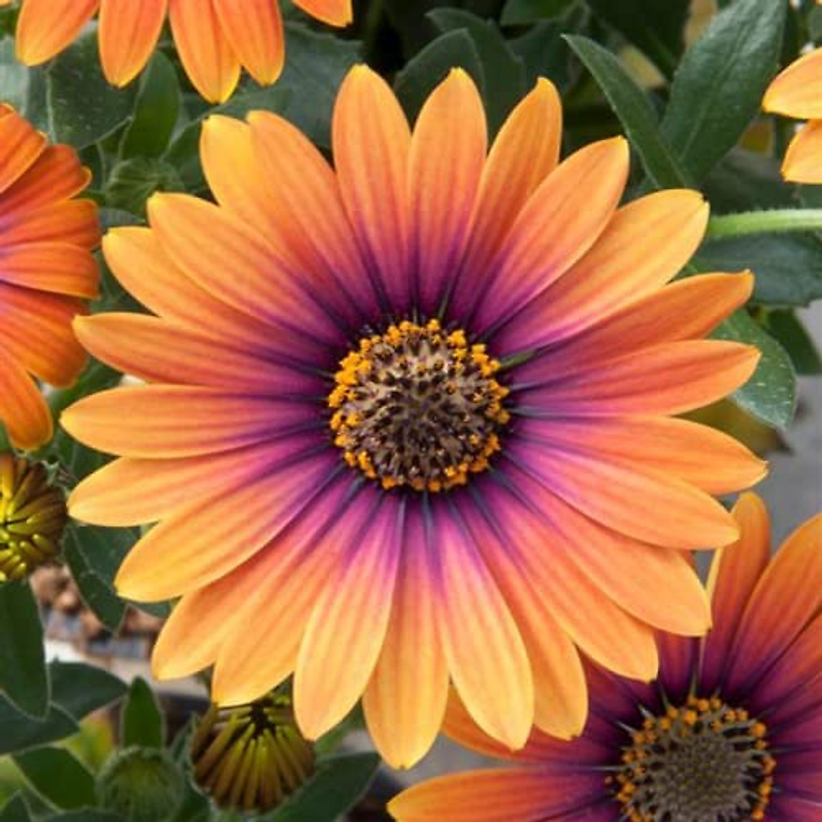 CHUXAY GARDEN Pink Orange Osteospermum-'Serenity Bronze'African Daisies 25 Seeds Annual Flowering Plant Bloom Summer and Fall Beautiful Flower Grows in Garden and pots