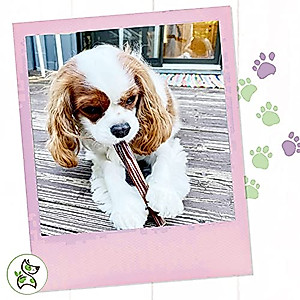 Nature Gnaws Beef Jerky Sticks for Dogs - Premium Natural Beef Gullet Bones - Simple Single Ingredient Tasty Dog Chew Treats - Rawhide Free - 5-6 Inch