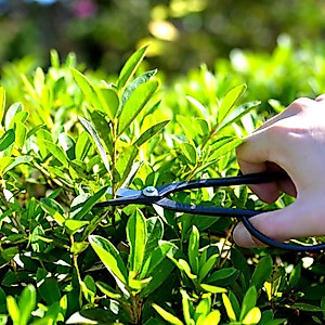 KAKURI Japanese Bonsai Tool Set 7 Pcs, Made in JAPAN, Professional Bonsai Kit (Satsuki Scissors, Long Handle Bonsai Scissors, Jin Pliers, Wire Cutter, Bonsai Tweezers, Root Hook, Broom, Bag)