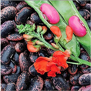 Heirloom Scarlet Runner Beans Seeds - 20 Large Bean Seeds Non GMO - Marde Ross & Company ®