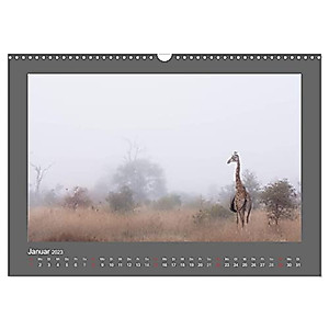 Twigas - Giraffen (Wandkalender 2023 DIN A3 quer), Calvendo 2023 monthly calendar