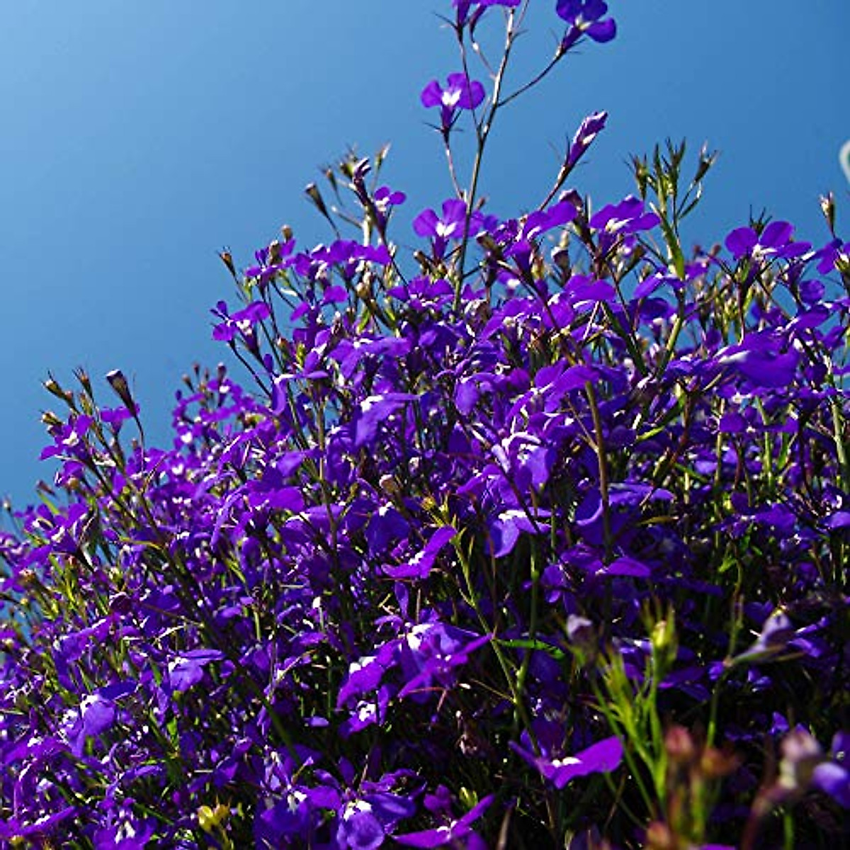 Outsidepride Lobelia Mrs. Clibran for Edging Borders, Rock Gardens, Hanging Baskets, Window Boxes, & Ground Cover - 5000 Seeds