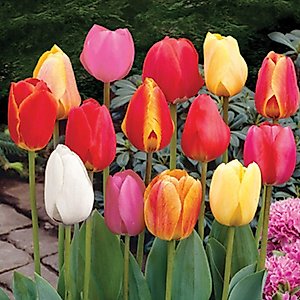 Burpee Perennial Tulip Mix | 20 Large Flowering Fall Bulbs for Planting, Multiple Colors