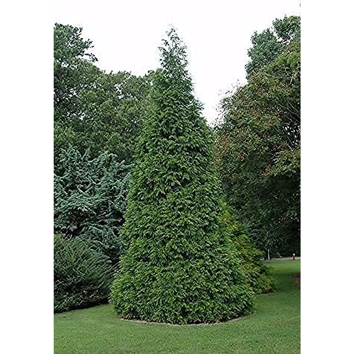 Green Giant Arborvitae | 3 Live 1 Gallon Trees | Thuja Plicata | Evergreen Privacy Screening Plants