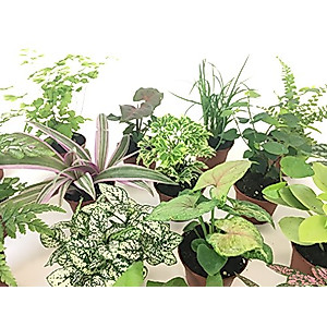 Mini Terrarium Plants (2 Plants) Fairy Garden Plants (Assorted Varieties) (2" Pots)