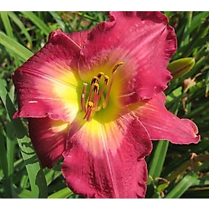 SEMI DI GERMINAZIONE: Taglilie Pflanze Addis Abeba Vivace moldave Rosenrot 2 ventole Blumen