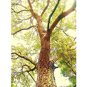 Swietenia Mahagoni, HARDWOOD Mahogany tree bonsai rare hard wood seed 50 seeds