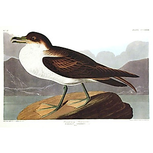 Wandering Shearwater. From"The Birds of America" (Amsterdam Edition)