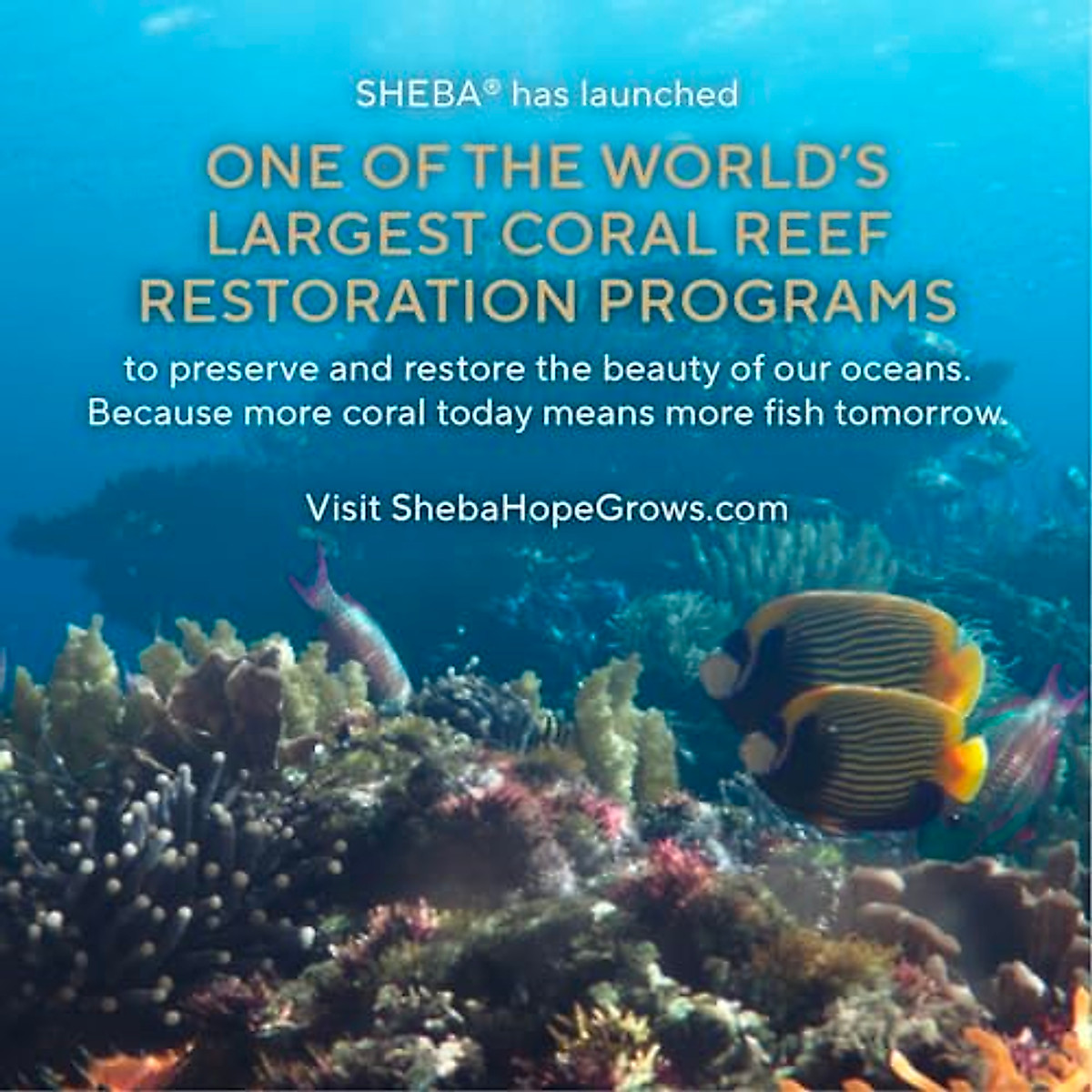 SHEBA Perfect Portions Paté Wet Cat Food Trays (24 Count, 48 Servings), Savory Chicken, Roasted Turkey, and Tender Beef Entrée, Easy Peel Twin-Pack Trays