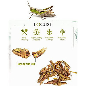 Tasty Freeze Dried Grasshopper Reptile Food for Turtles, Bearded Dragon, Hedgehog,Lizard, Chameleon, Birds (3 OZ)