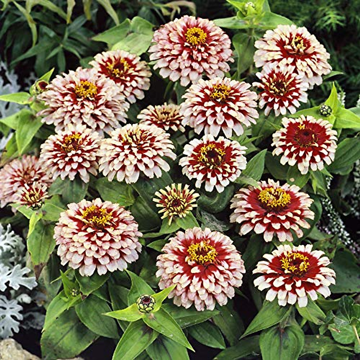 Outsidepride Zinnia Swizzle Cherry Ivory Heat & Drought Tolerant Garden Cut Flowers - 30 Seeds