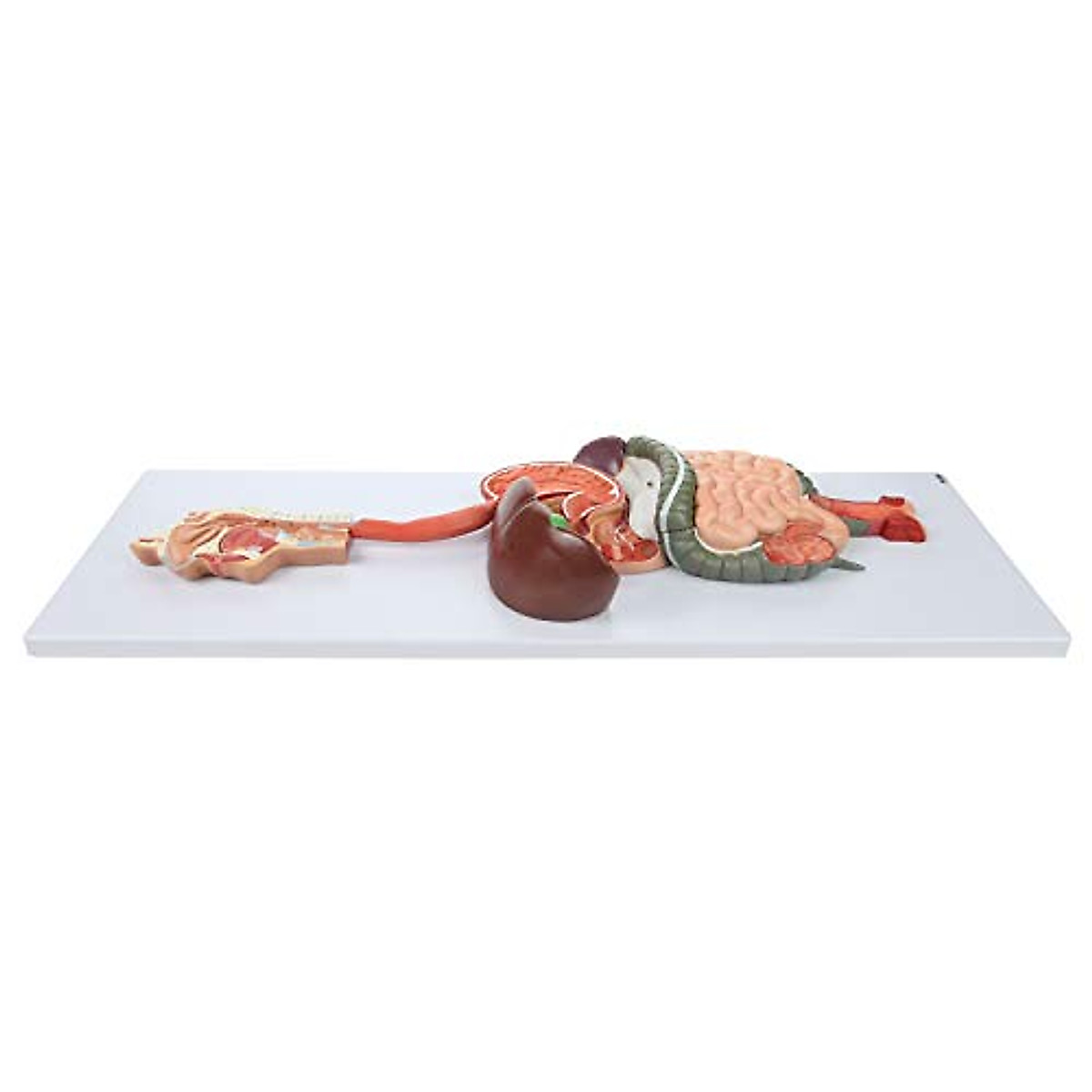 Axis Scientific Human Digestive System Model | Half Life-Size Digestive System Displays Opened Organs | Includes GI-Tract and Colon | Includes Product Manual