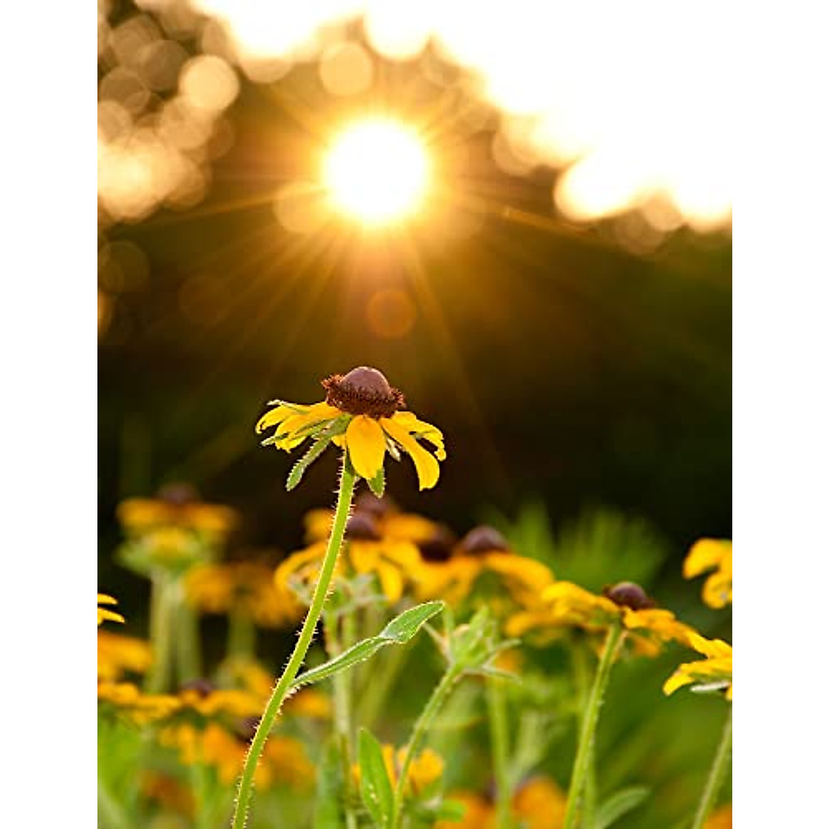 Brown-Eyed Susan Flower Seeds for Planting, 3000+ Seeds Per Packet, (Isla's Garden Seeds), Non GMO & Heirloom Seeds, Scientific Name: Rudbeckia triloba, Great Home Flower Garden Gift