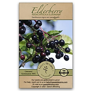 Gaea's Blessing Seeds - Elderberry Seeds - American Black Elderberry Heirloom - Non-GMO Seeds with Easy to Follow Planting Instructions - 90% Germination Rate