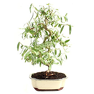 Bonsai Dwarf Japanese Curly Willow Tree Cutting - Very Rare Fast Growing Bonsai - Get A Mature Looking Bonsai Very Fast