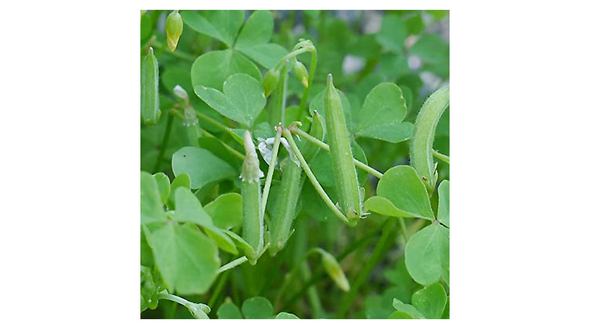 Grow Edible Yellow Wood Sorrel - Fast & Easy Garden Plant