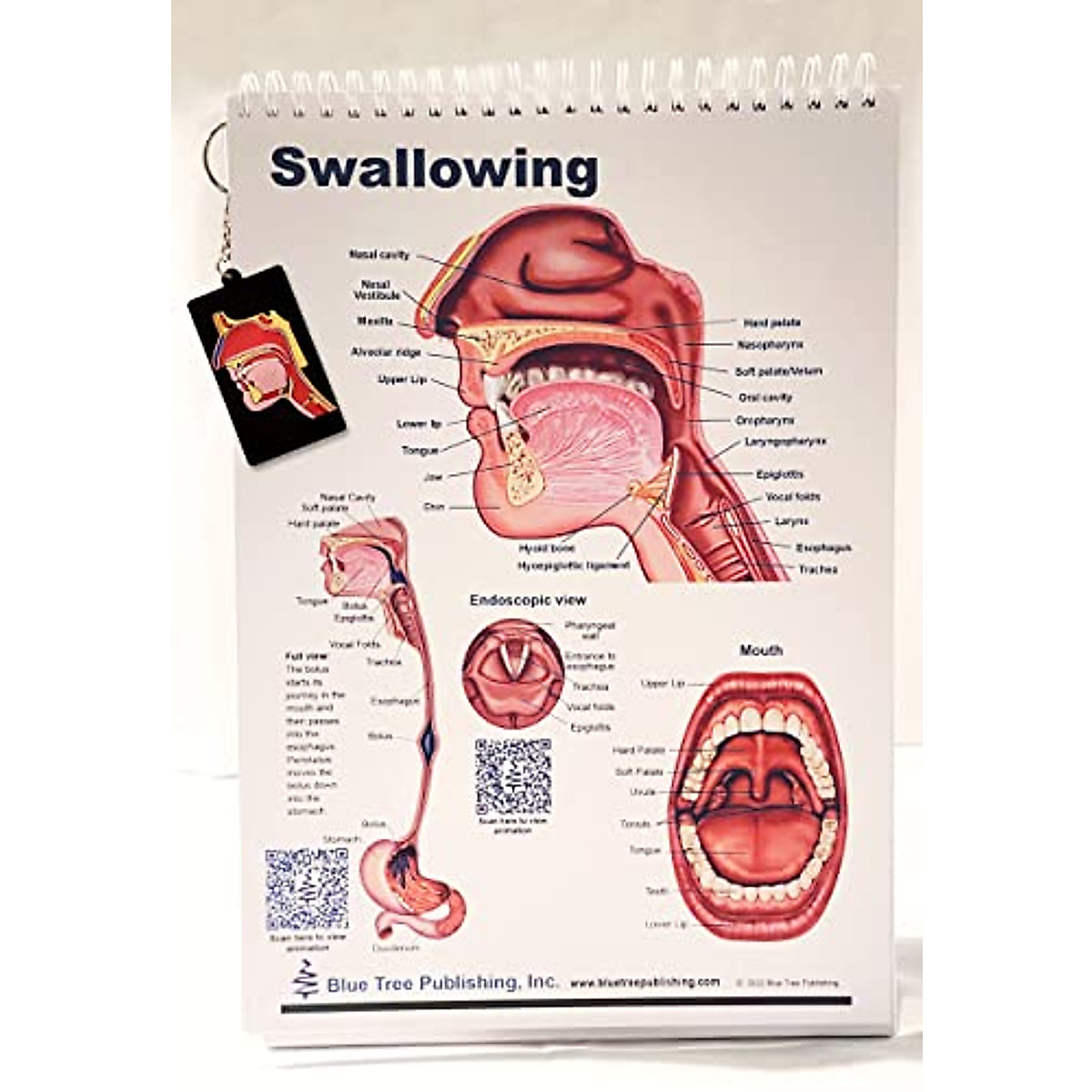 Speech Language Pathology SLP Charts Complete Series with QR Codes for Animation with Mini Head Model, Swallowing, Brain, Larynx, Lungs, Speech Articulation, Voice and More