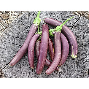 Gaea's Blessing Seeds - Eggplant Seeds - Long Purple Heirloom Non-GMO Seeds with Easy to Follow Planting Instructions - 91% Germination Rate Net Wt. 1.0g