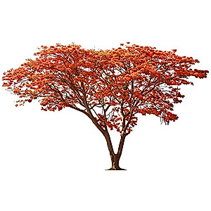 25 Seeds Delonix regia - Royal Poinciana Flamboyant Flame Tree
