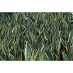 Altman Plants, Live Snake Plant, Sansevieria trifasciata Superba, Fully Rooted Indoor House Plant in Pot, Mother in Law Tongue Sansevieria Plant, Potted Succulent Plant, Houseplant in Potting Soil