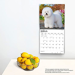 Bichon Frise | 2023 12 x 24 Inch Monthly Square Wall Calendar | Foil Stamped Cover | BrownTrout | Animals Dog Breeds DogDays