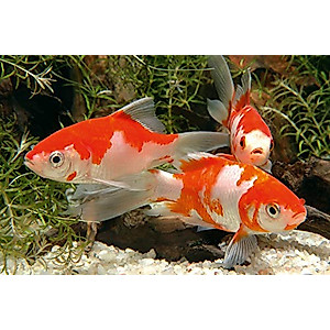 Sera 7100 Pond Mix Royal 6.5 oz 1.000 ml Pet Food, One Size